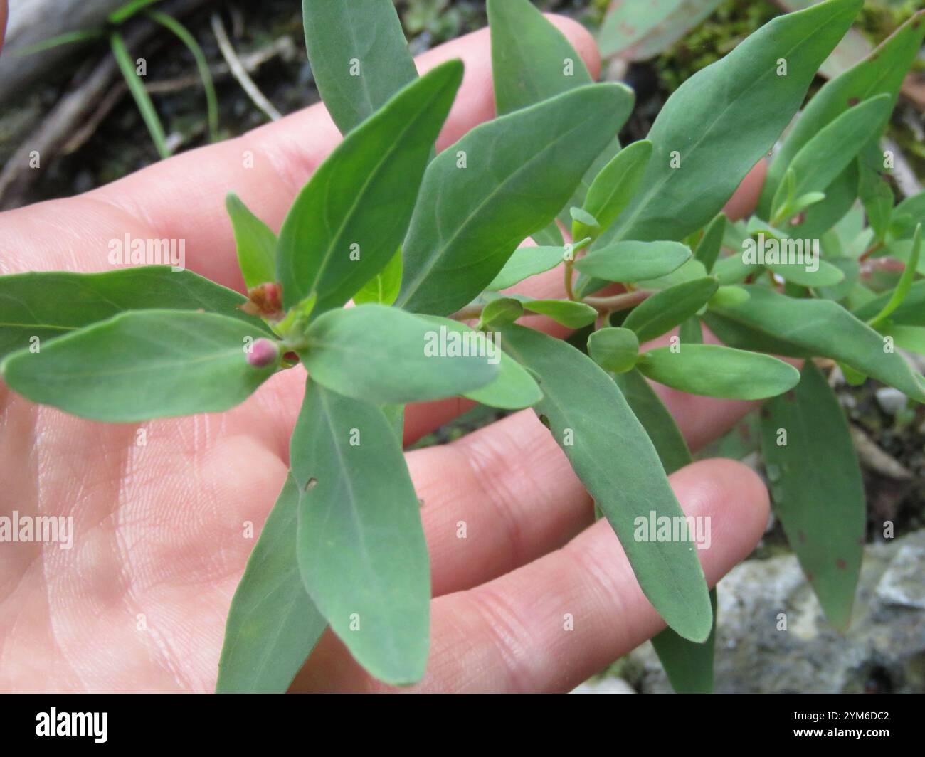 Dwarf Fireweed (Chamaenerion latifolium Stock Photo - Alamy