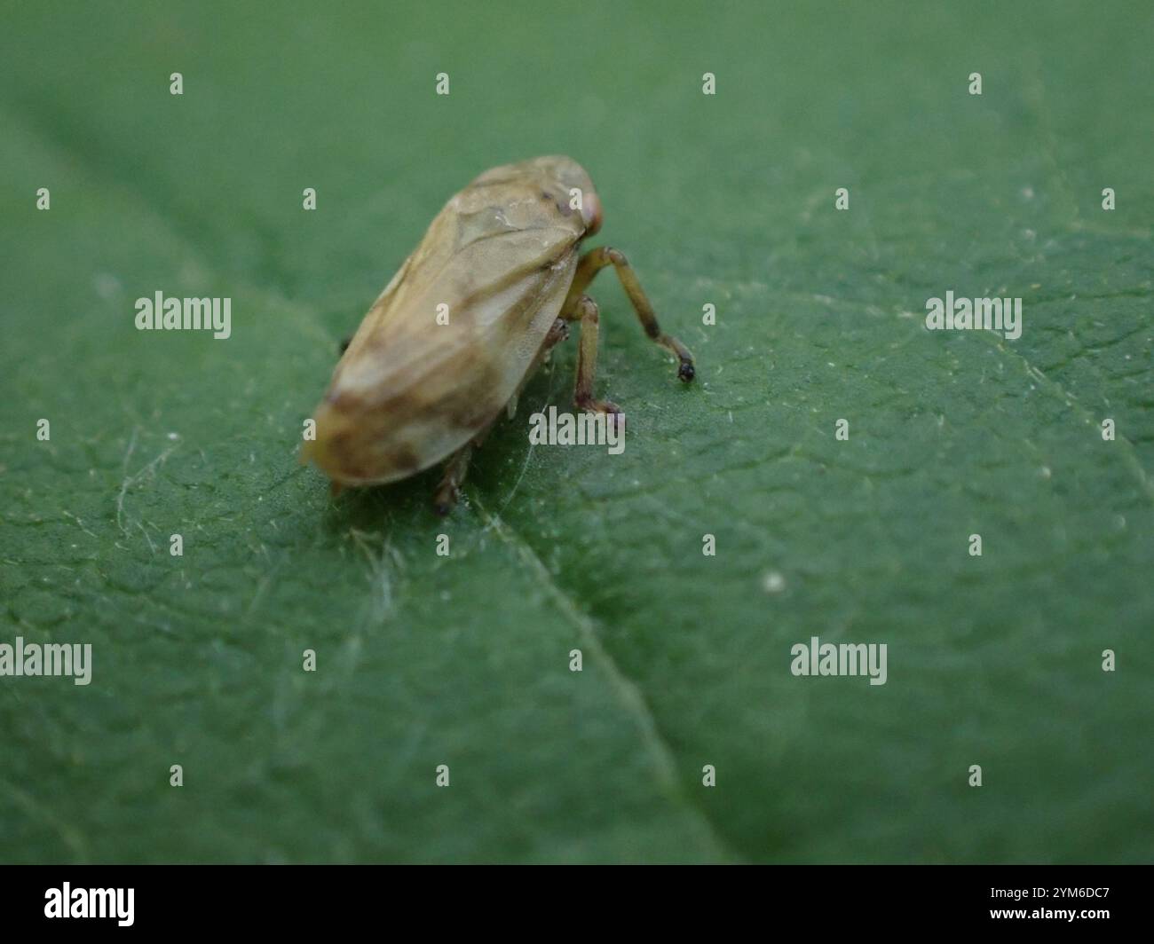 Meadow Spittlebug (Philaenus spumarius Stock Photo - Alamy