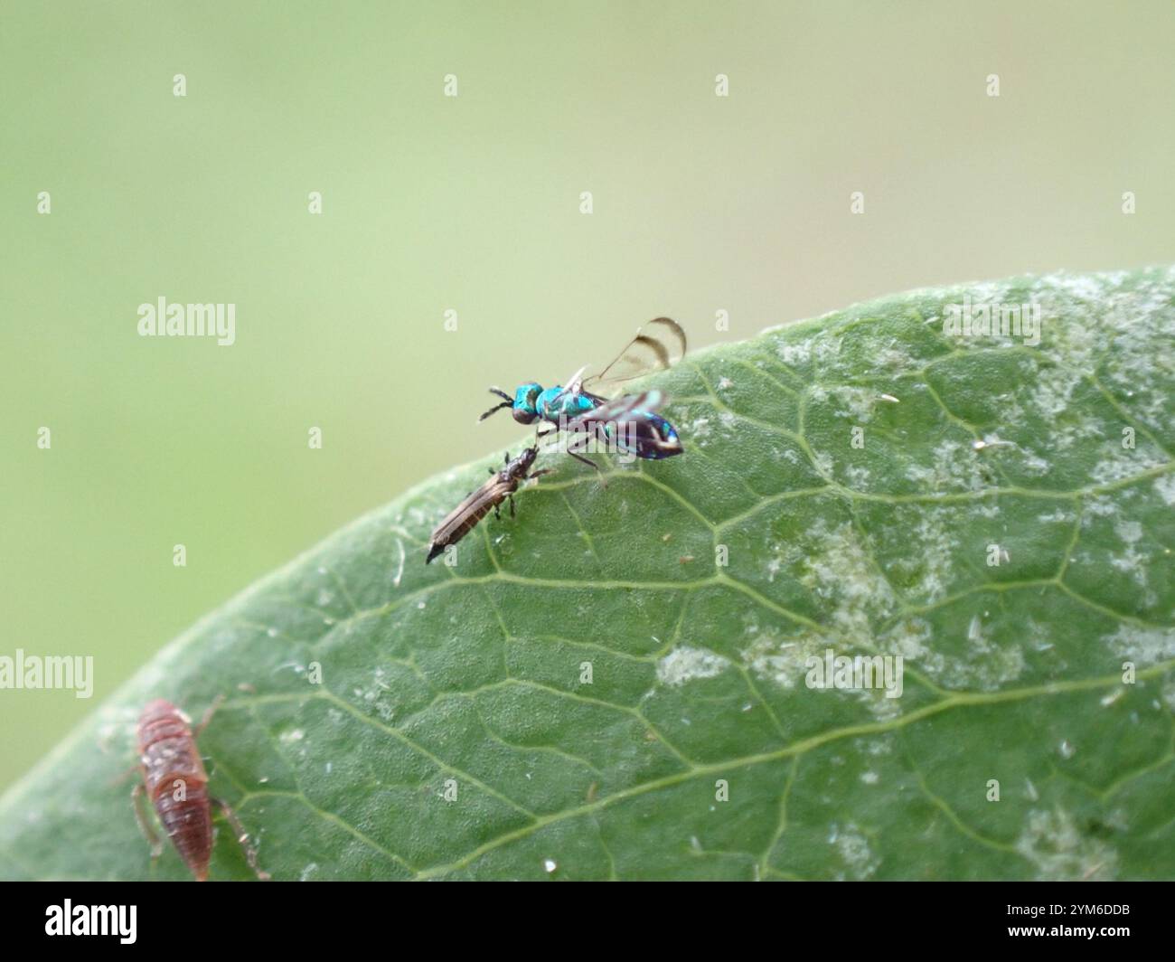 Encyrtidae hi-res stock photography and images - Alamy