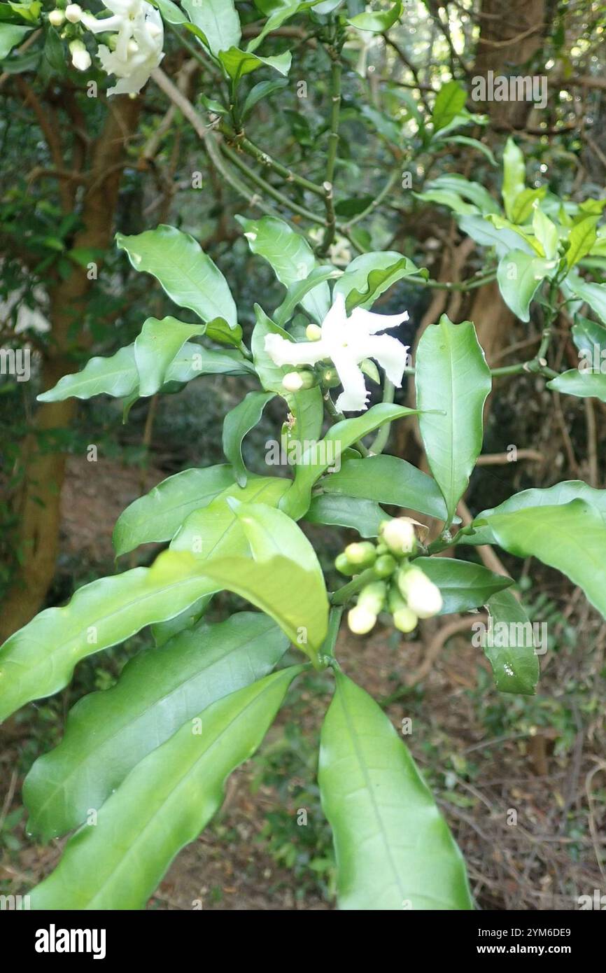 forest toad-tree (Tabernaemontana ventricosa Stock Photo - Alamy