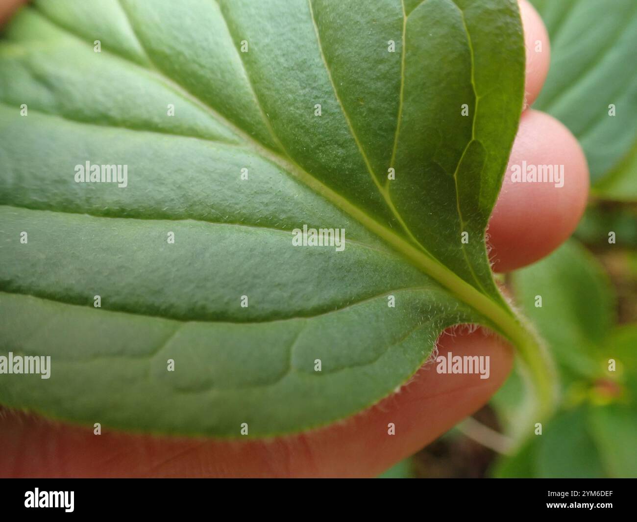 Tall Bluebell (Mertensia paniculata Stock Photo - Alamy