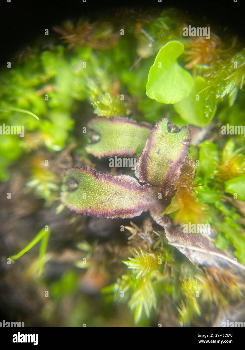Narrow Mushroom-headed Liverwort (Marchantia quadrata Stock Photo - Alamy
