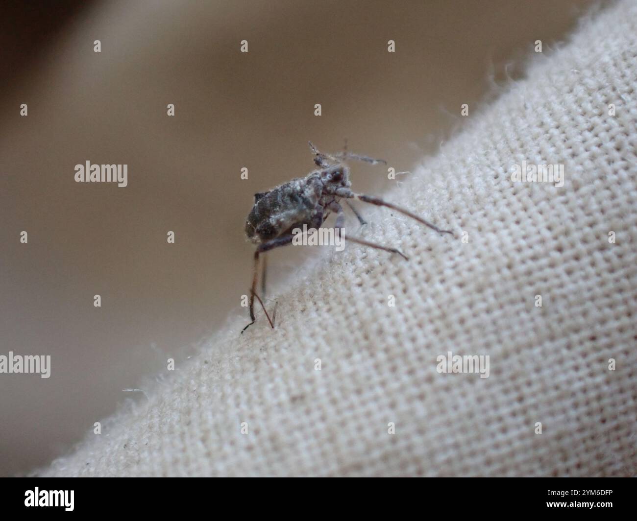 Giant Conifer Aphids (Cinara Stock Photo - Alamy
