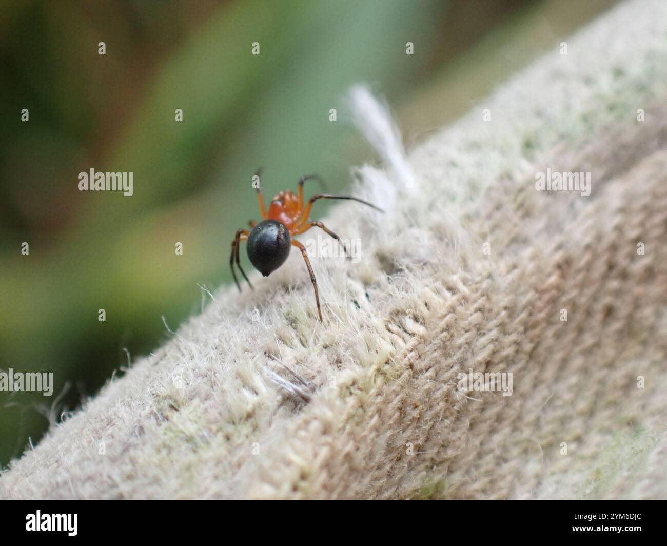 Sheetweb and Dwarf Weavers (Linyphiidae Stock Photo - Alamy