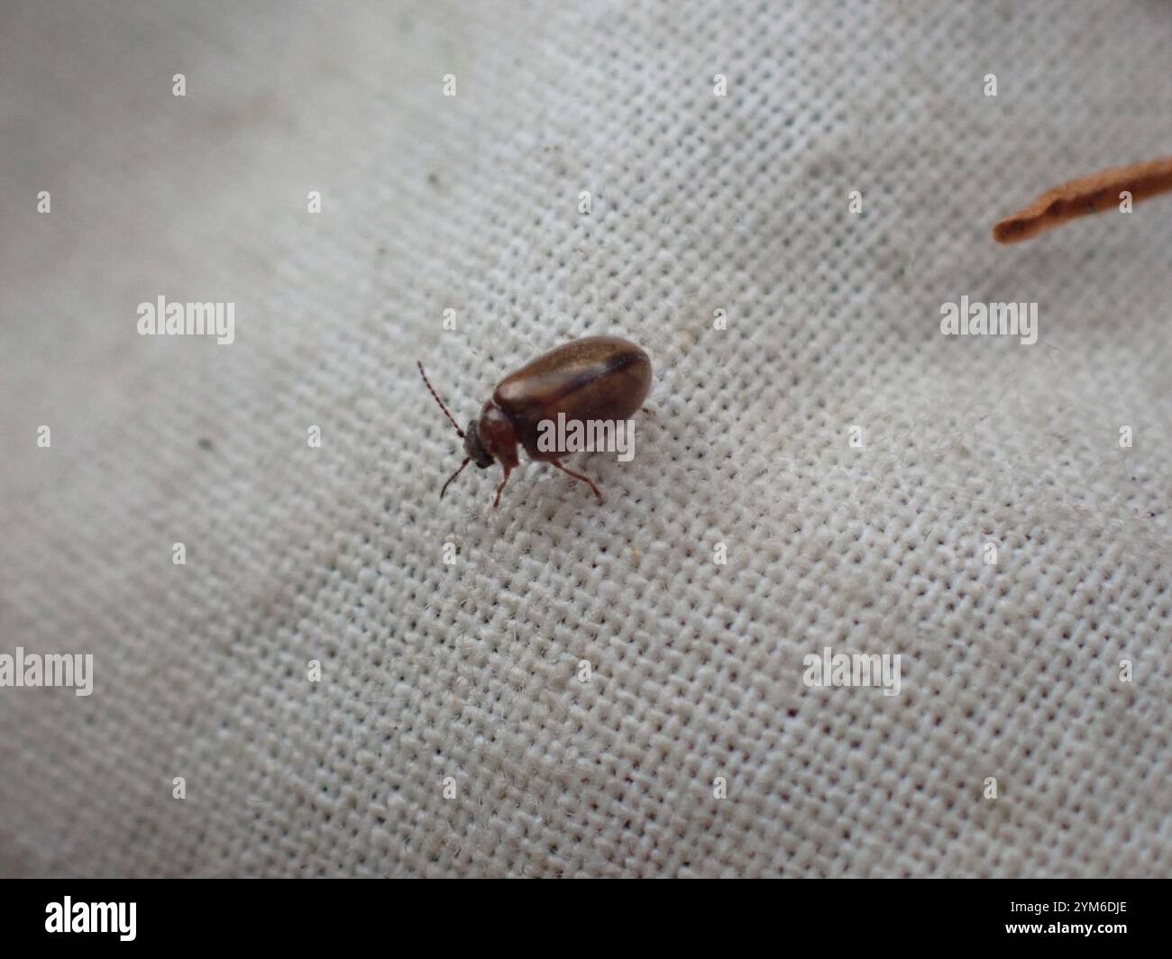 Marsh Beetles (Scirtidae Stock Photo - Alamy