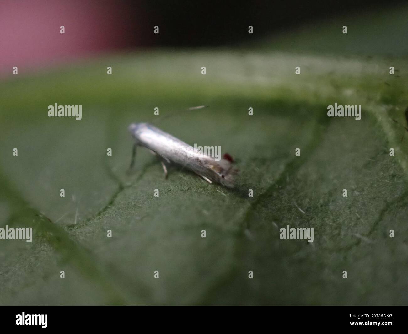 Aspen Serpentine Leafminer Moth (Phyllocnistis populiella Stock Photo ...