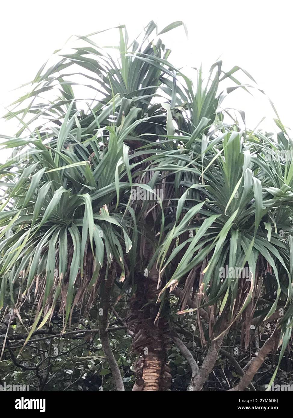thatch screwpine (Pandanus tectorius Stock Photo - Alamy