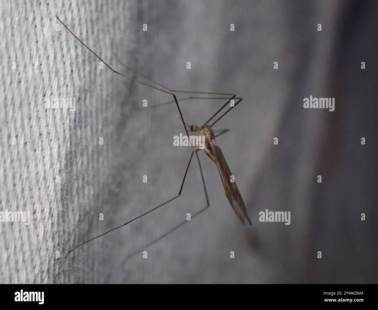 Crane Flies (Tipulomorpha Stock Photo - Alamy