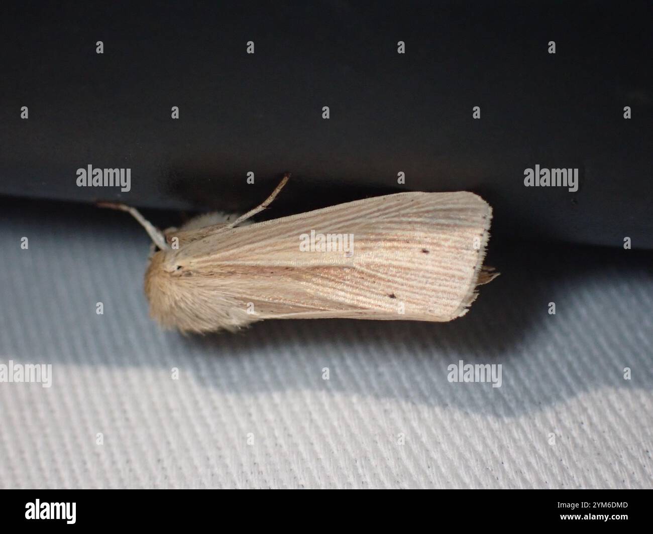 Lesser Wainscot (Mythimna oxygala Stock Photo - Alamy