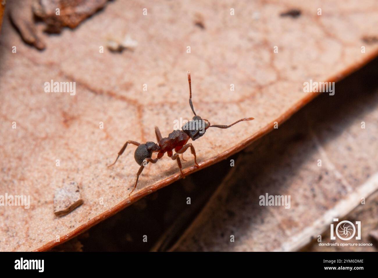 Fungus farming ant hi-res stock photography and images - Alamy
