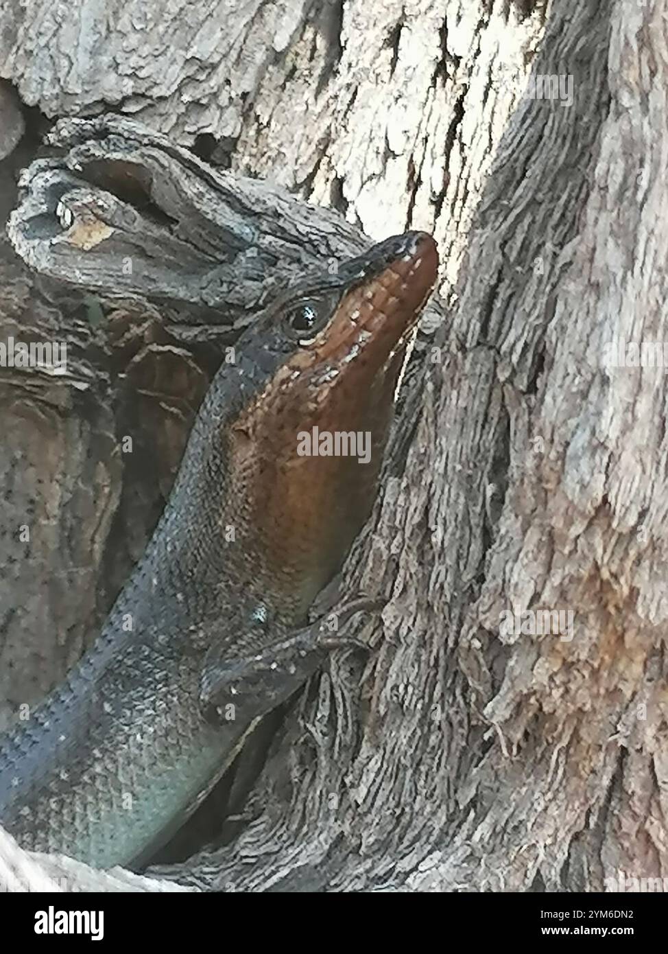 Karasburg hi-res stock photography and images - Alamy