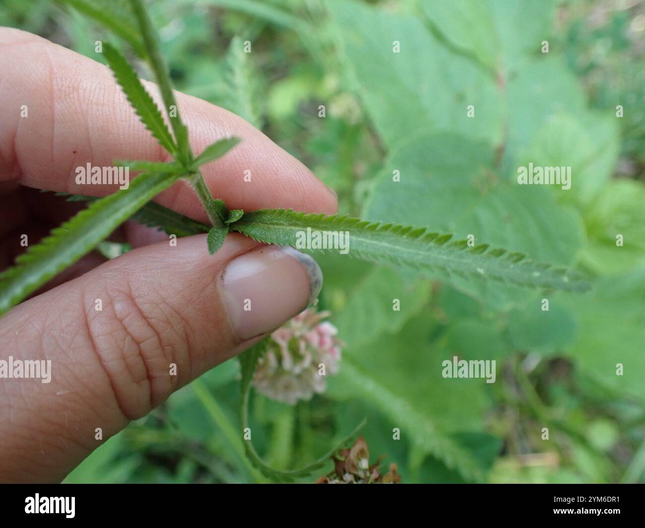 Siberian yarrow hi-res stock photography and images - Alamy
