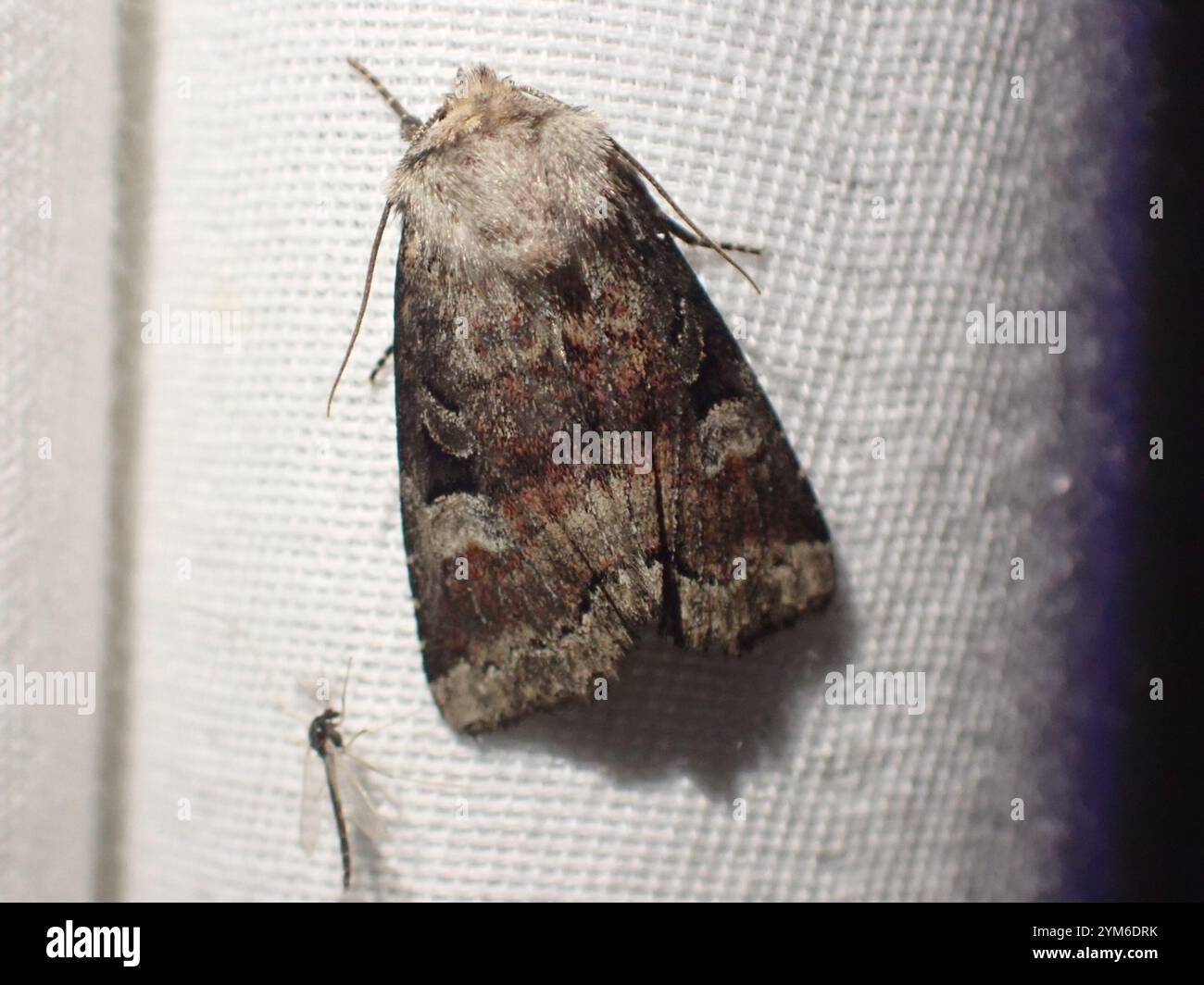 Cutworms and Dart Moths (Noctuinae Stock Photo - Alamy