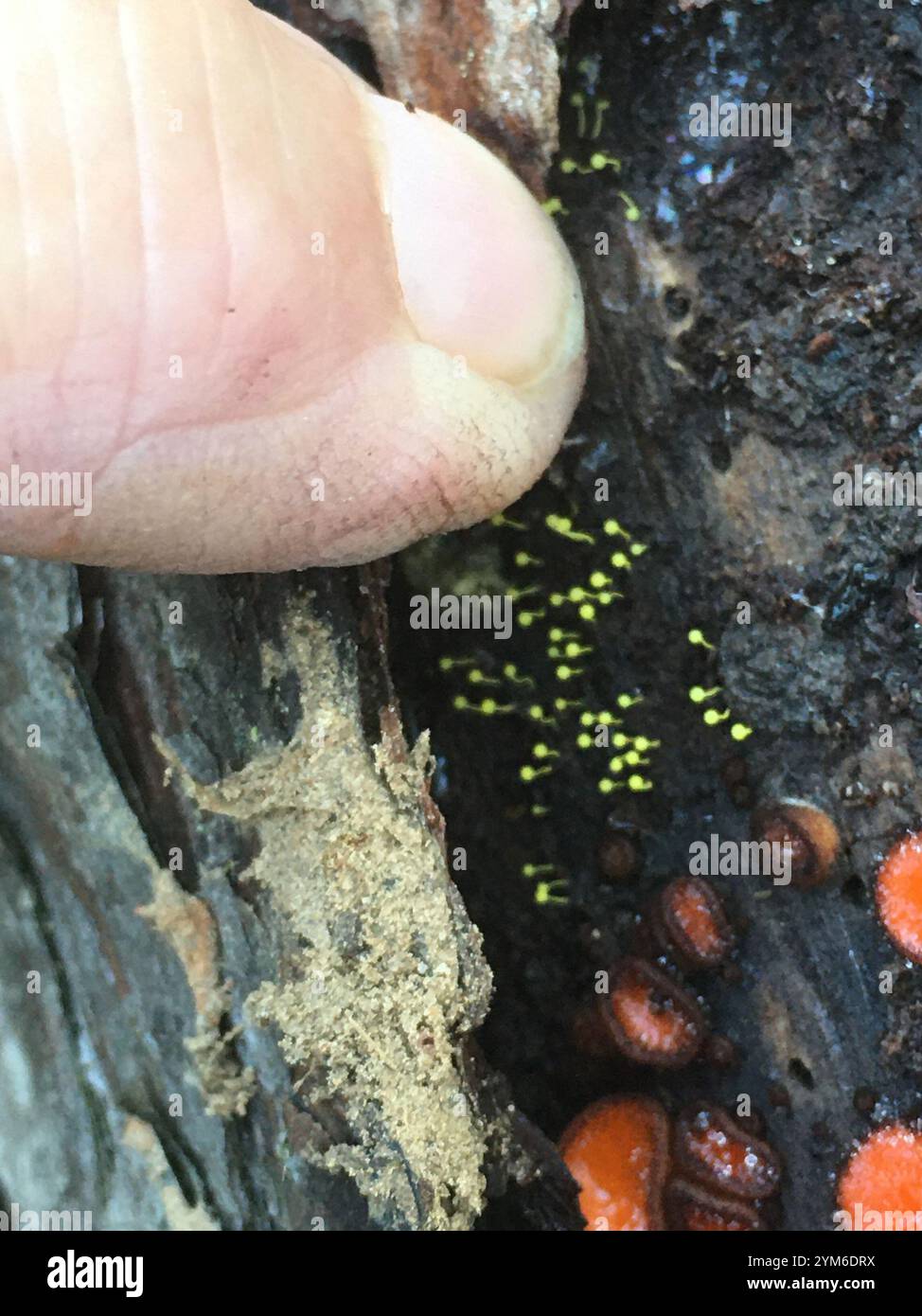 slime molds (Mycetozoa Stock Photo - Alamy
