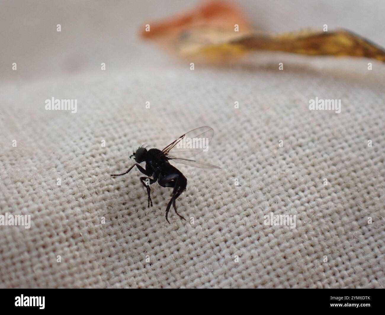 Humpbacked flies hi-res stock photography and images - Alamy