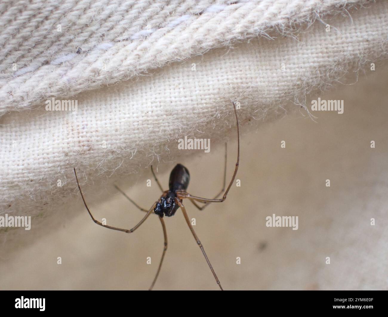 Sheetweb and Dwarf Weavers (Linyphiidae Stock Photo - Alamy