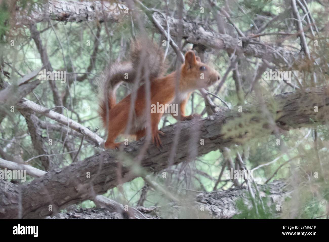 Siberian Red Squirrel (Sciurus vulgaris exalbidus Stock Photo - Alamy