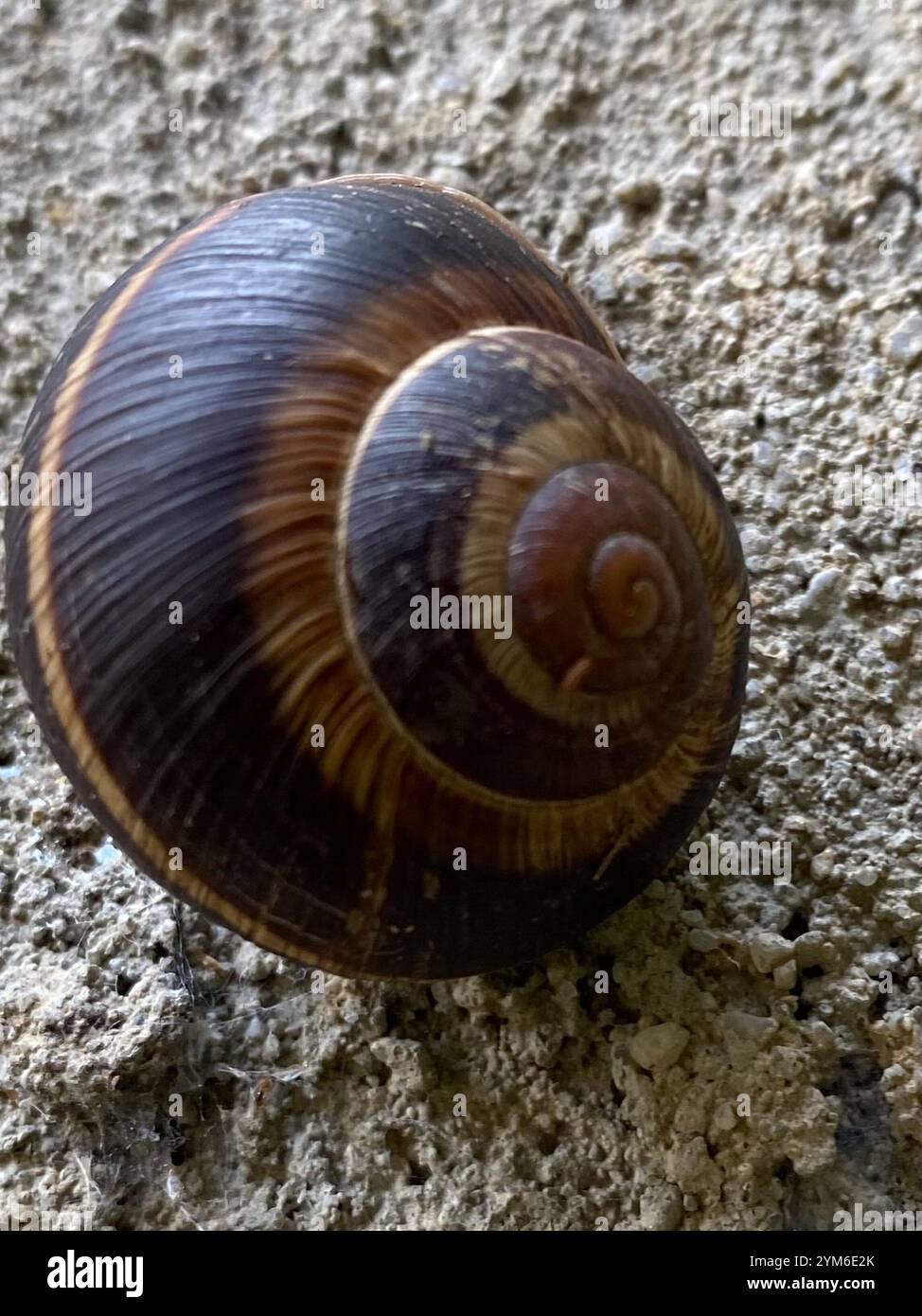 Turkish snail hi-res stock photography and images - Alamy