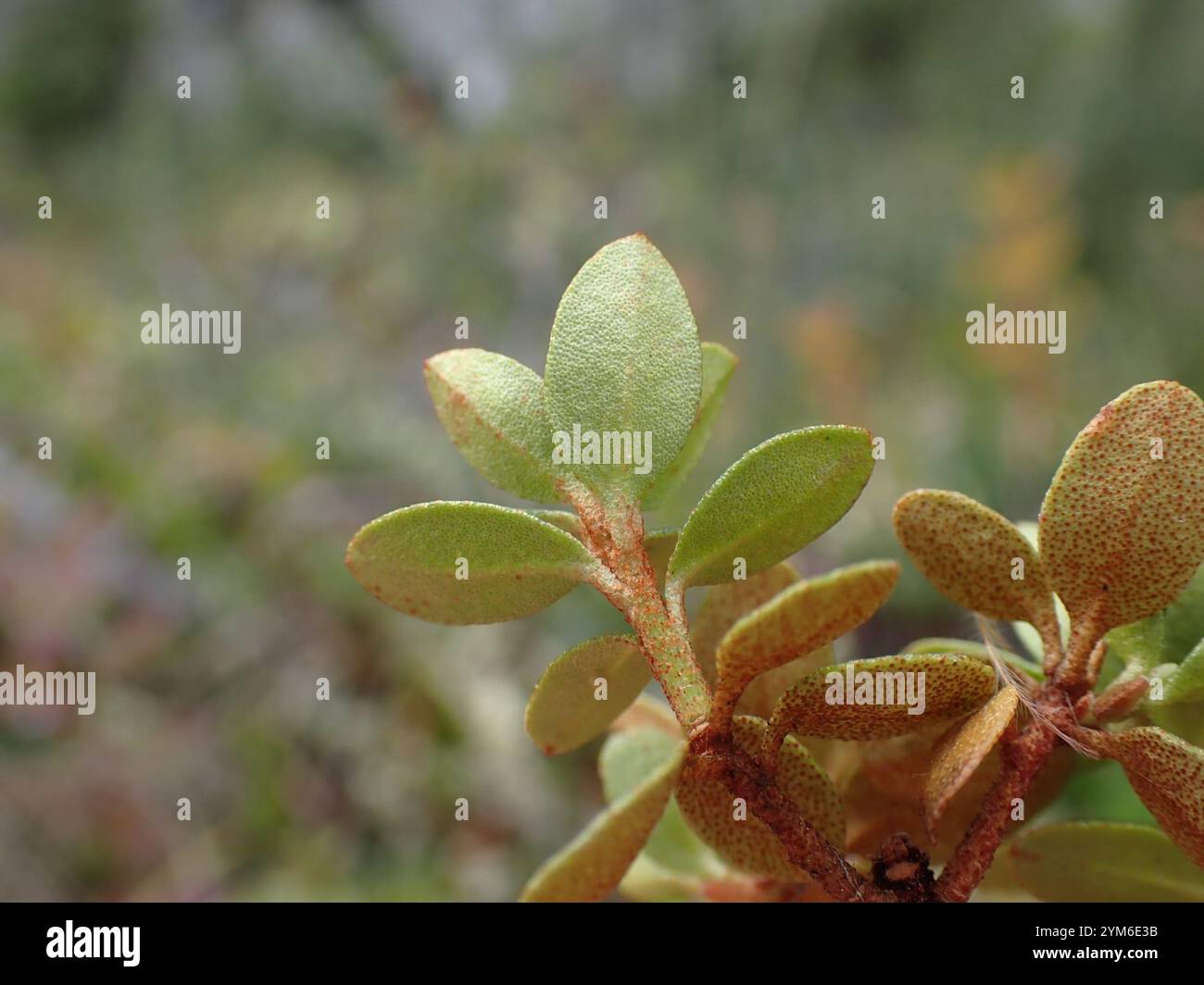 Rhododendron lapponicum hi-res stock photography and images - Alamy