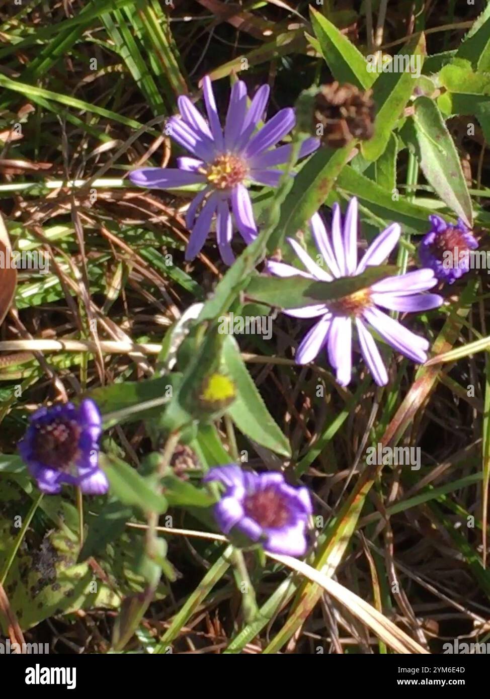 late purple aster (Symphyotrichum patens Stock Photo - Alamy