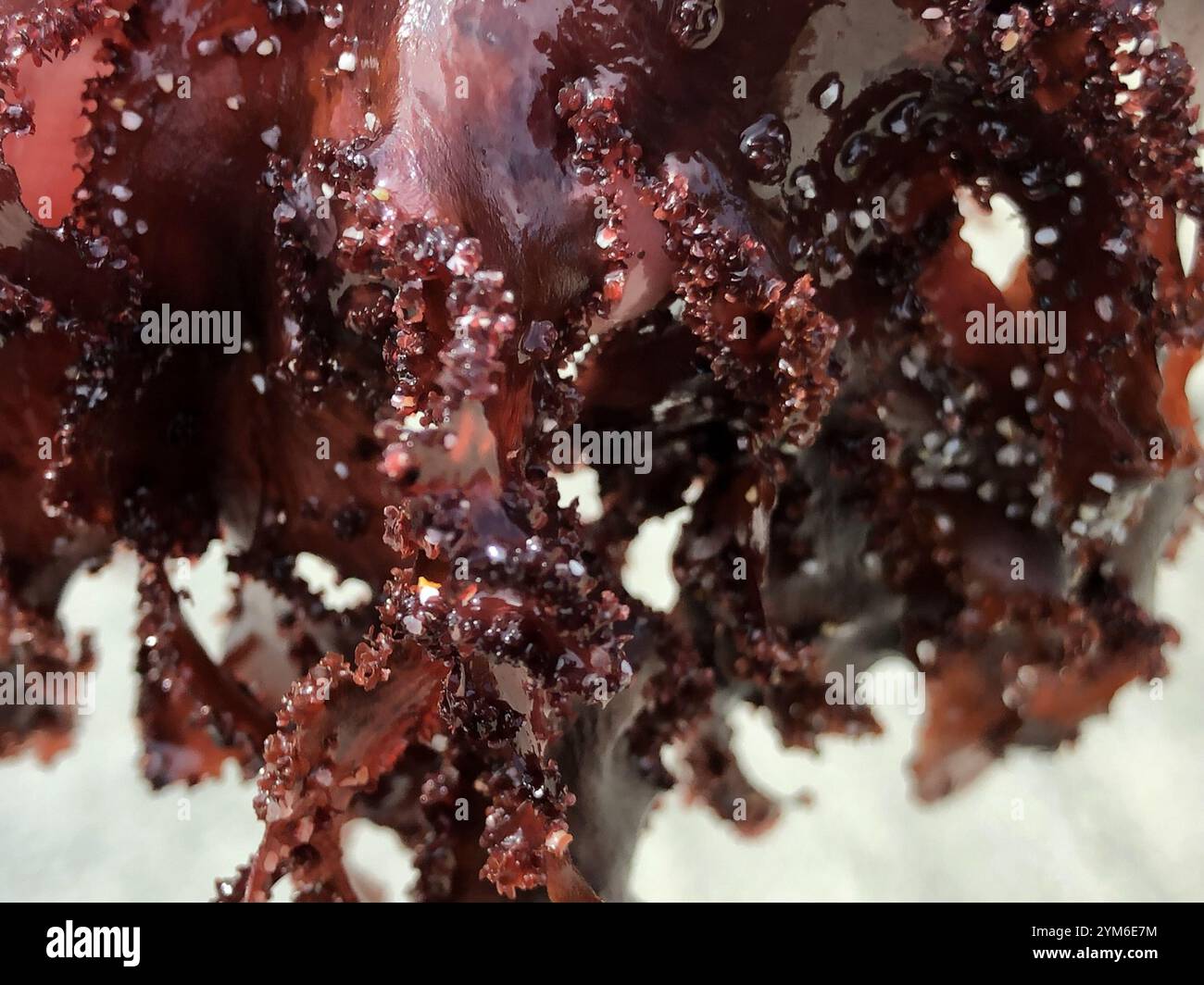 Cryptopleura ruprechtiana hi-res stock photography and images - Alamy