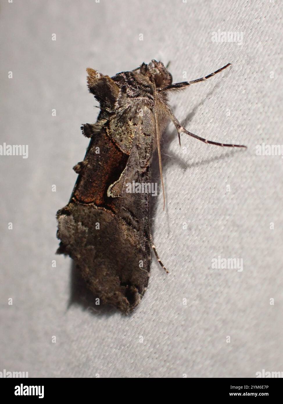 Large Looper Moth (Autographa ampla Stock Photo - Alamy