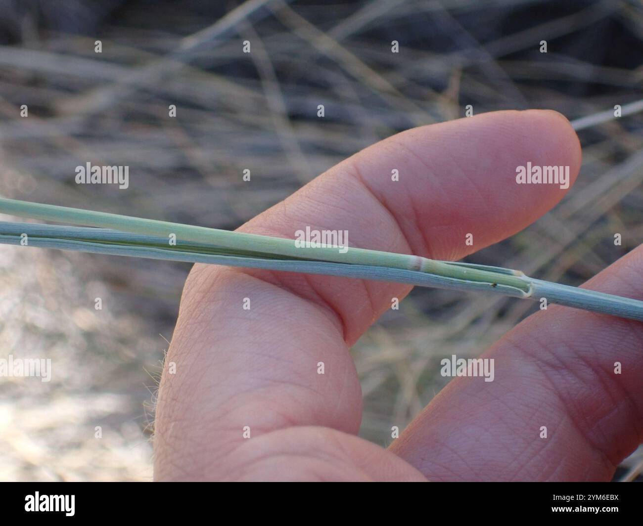 Leymus cinereus hi-res stock photography and images - Alamy