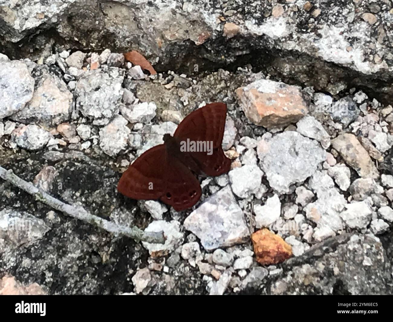 Abisara hi-res stock photography and images - Alamy