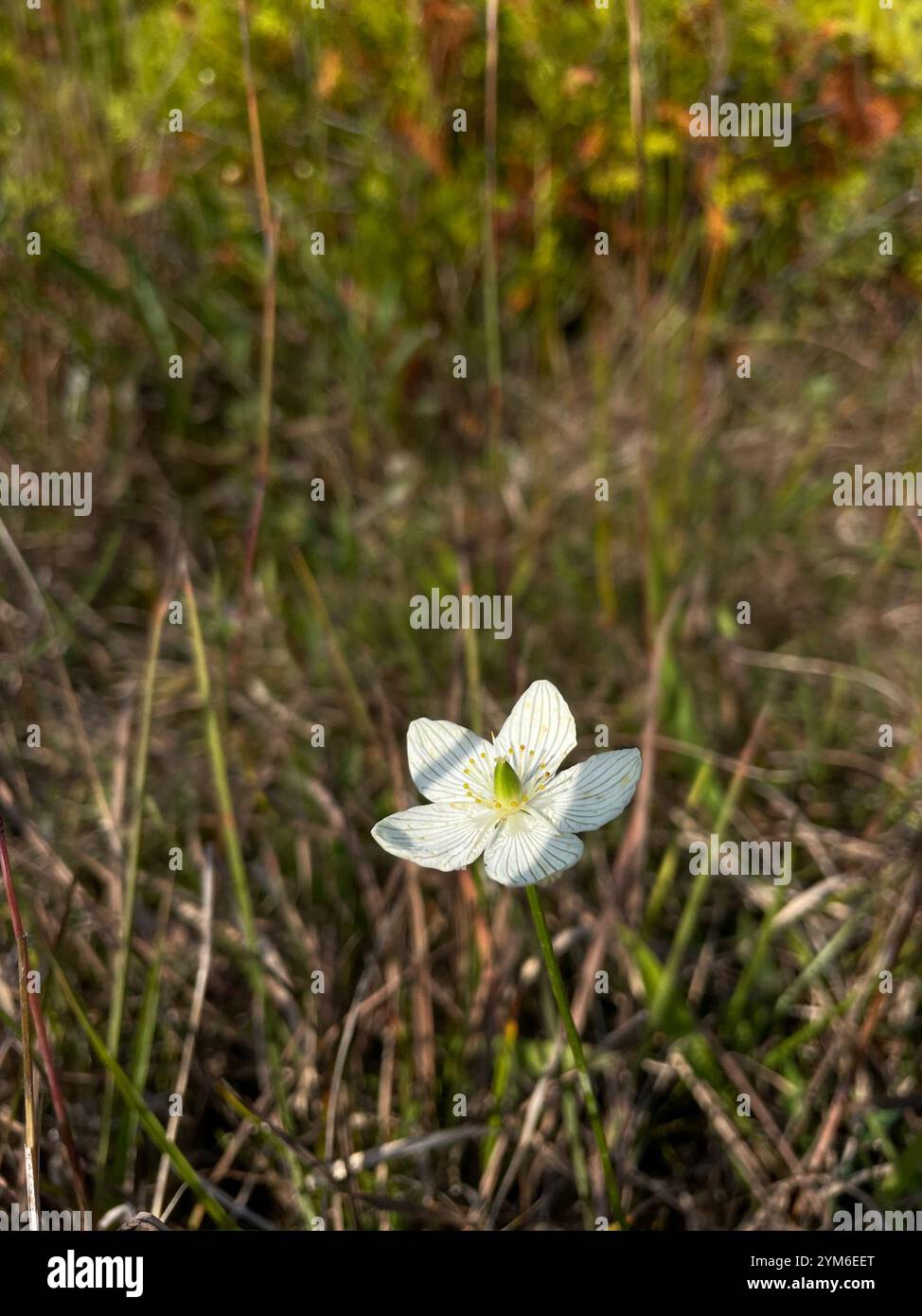 fen grass of Parnassus (Parnassia glauca Stock Photo - Alamy