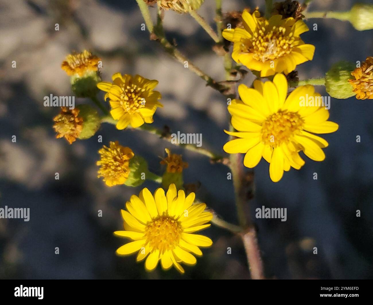 Maryland golden-aster (Chrysopsis mariana Stock Photo - Alamy
