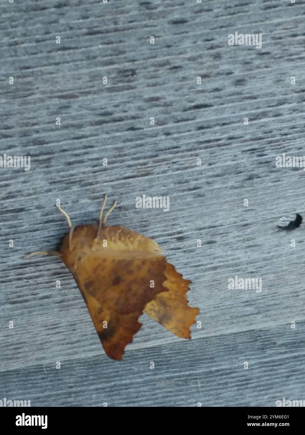 Maple Spanworm Moth (Ennomos magnaria Stock Photo - Alamy