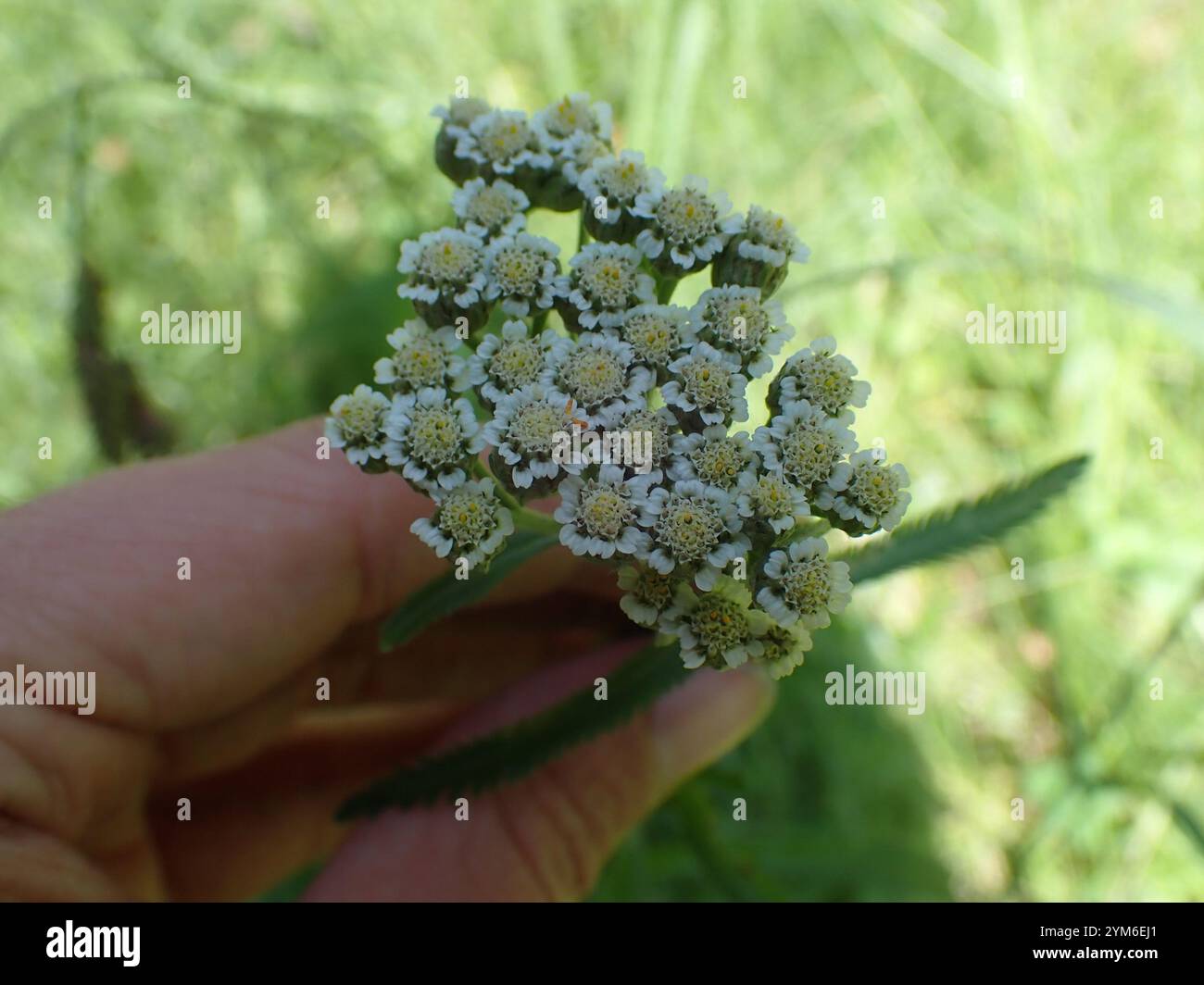 Siberian yarrow hi-res stock photography and images - Alamy
