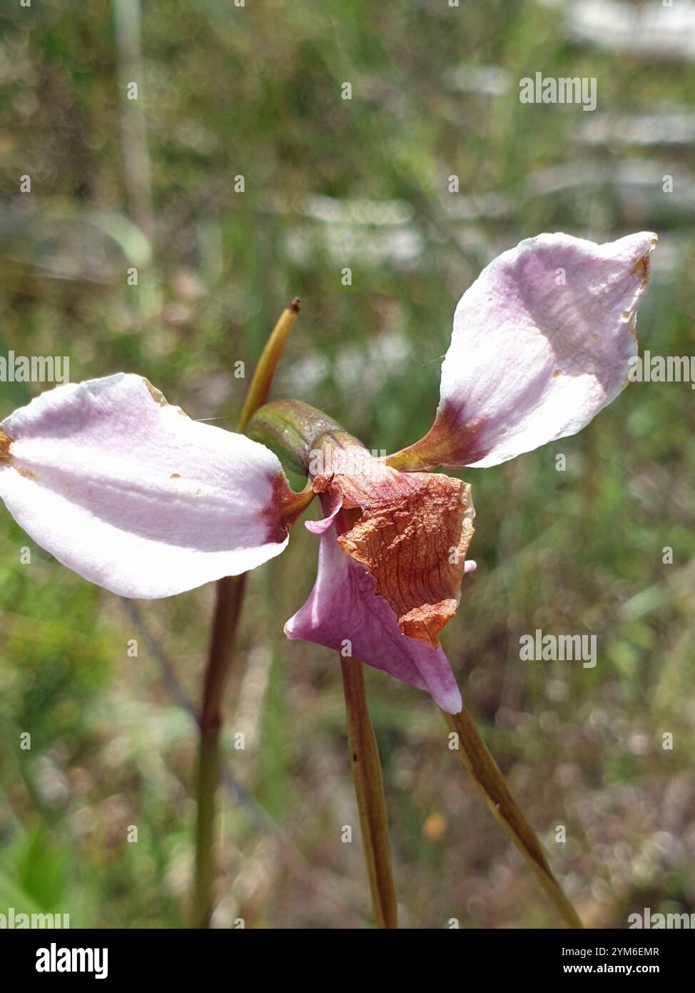 Dendrobioides hi-res stock photography and images - Alamy