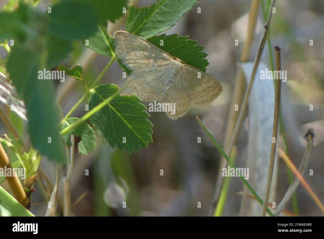 Waves and mochas hi-res stock photography and images - Alamy