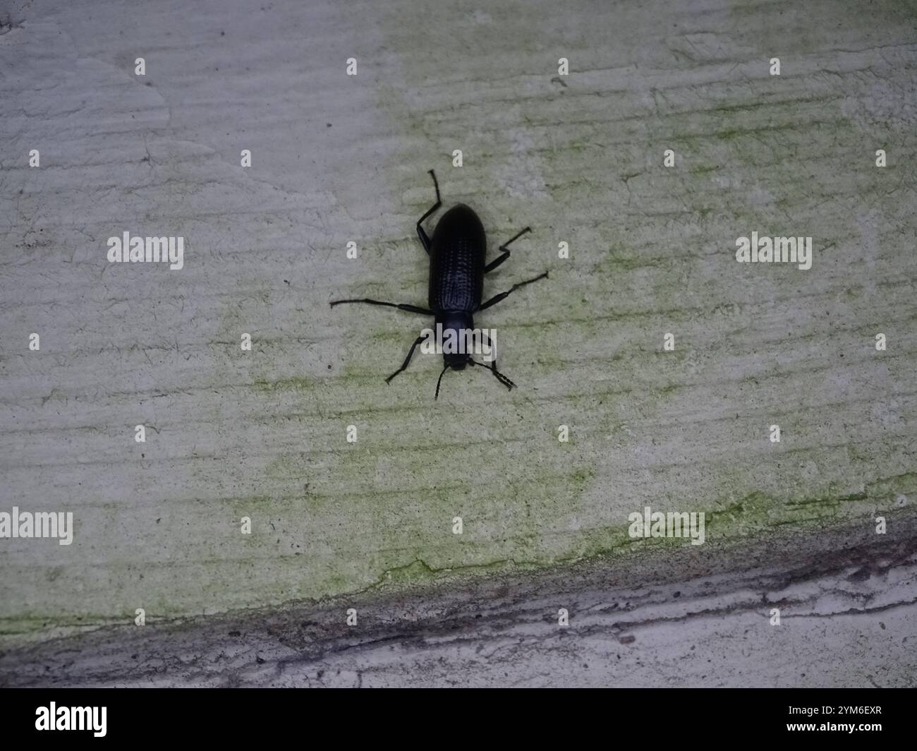 Strongylium hi-res stock photography and images - Alamy