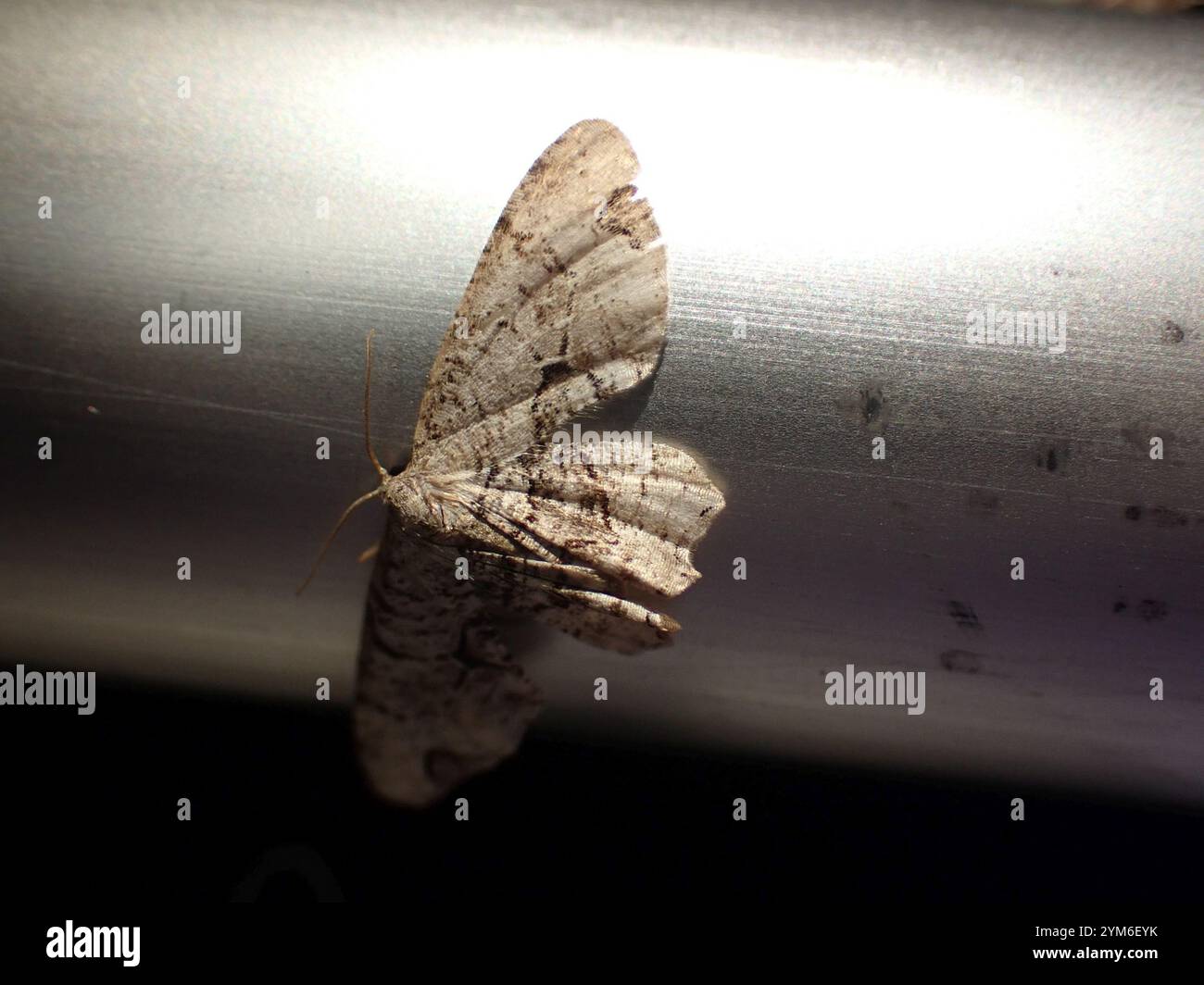 Scoopwing hi-res stock photography and images - Alamy