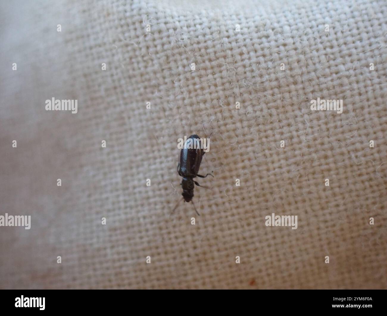 Narrow-waisted Bark Beetles (Salpingidae Stock Photo - Alamy