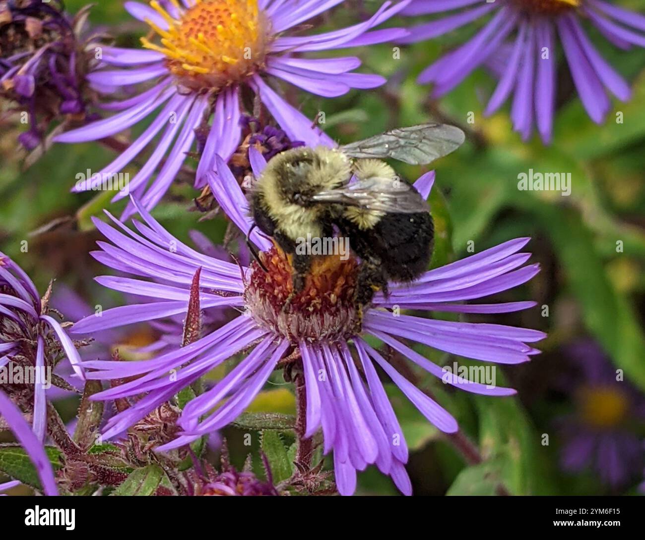 Common Eastern Bumble Bee (Bombus impatiens Stock Photo - Alamy