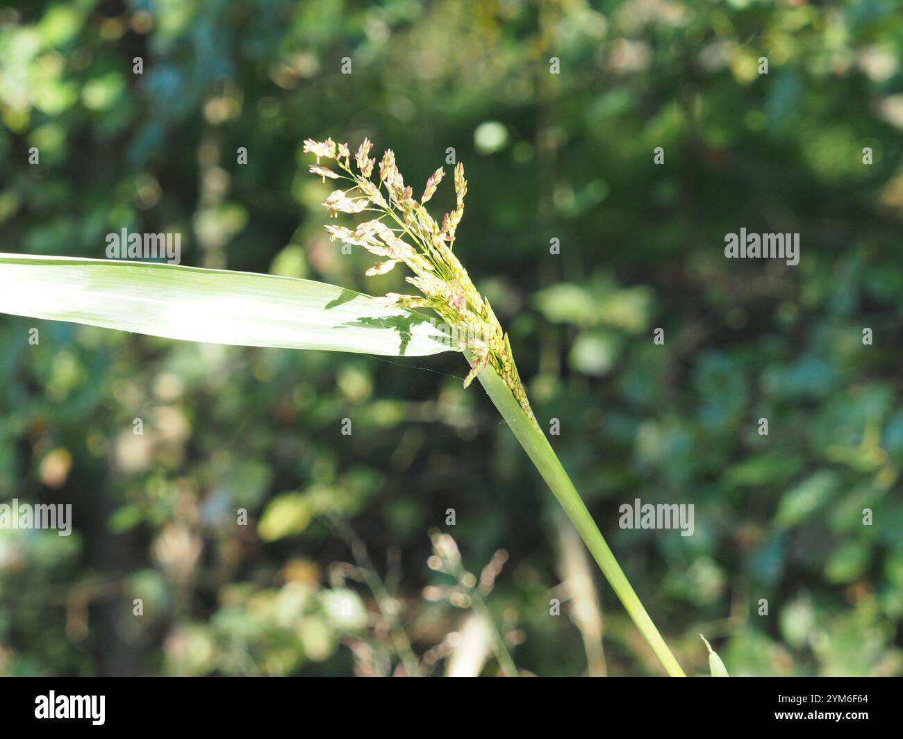Johnson grass (Sorghum halepense Stock Photo - Alamy