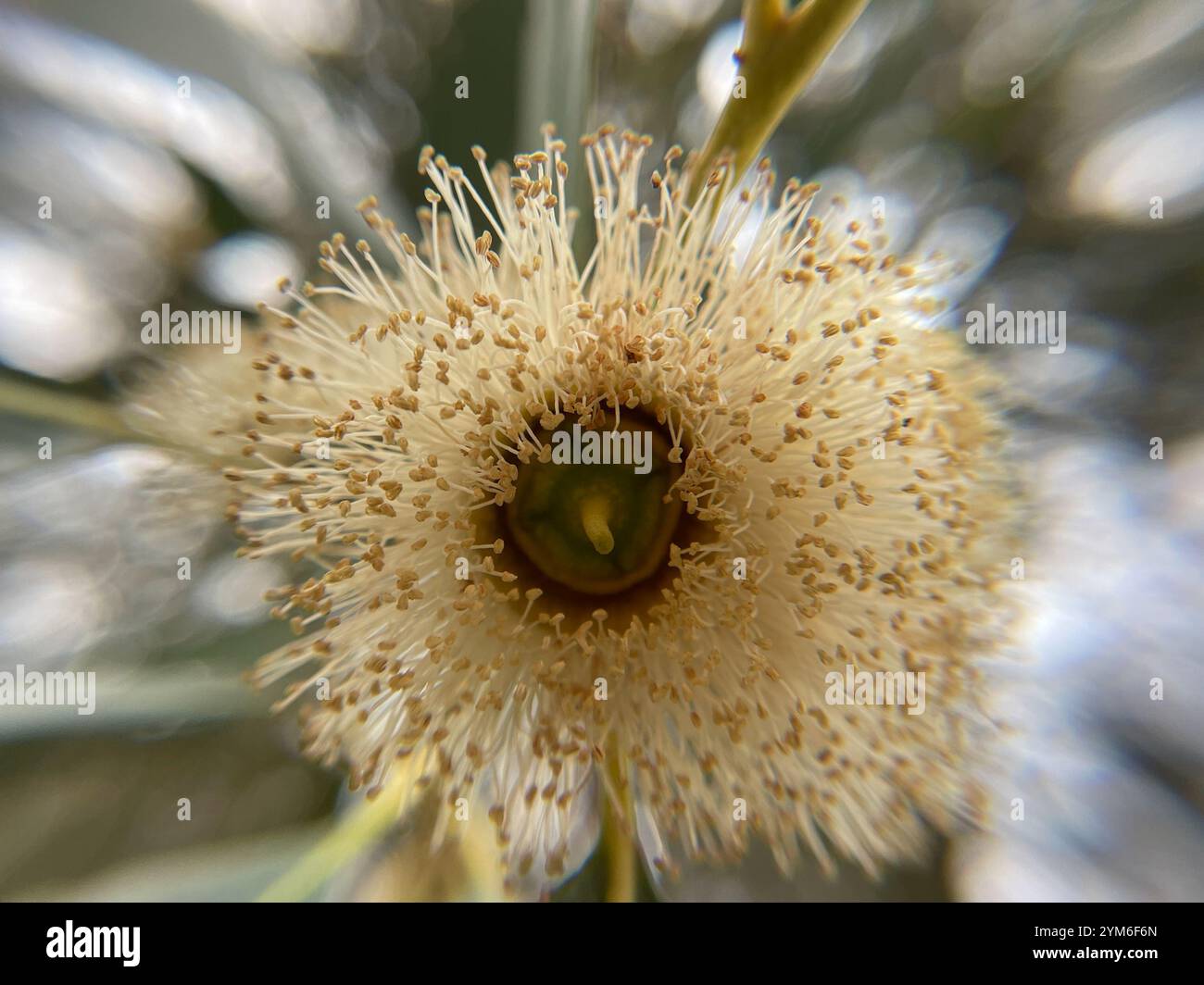 Tasmanian blue gum (Eucalyptus globulus Stock Photo - Alamy