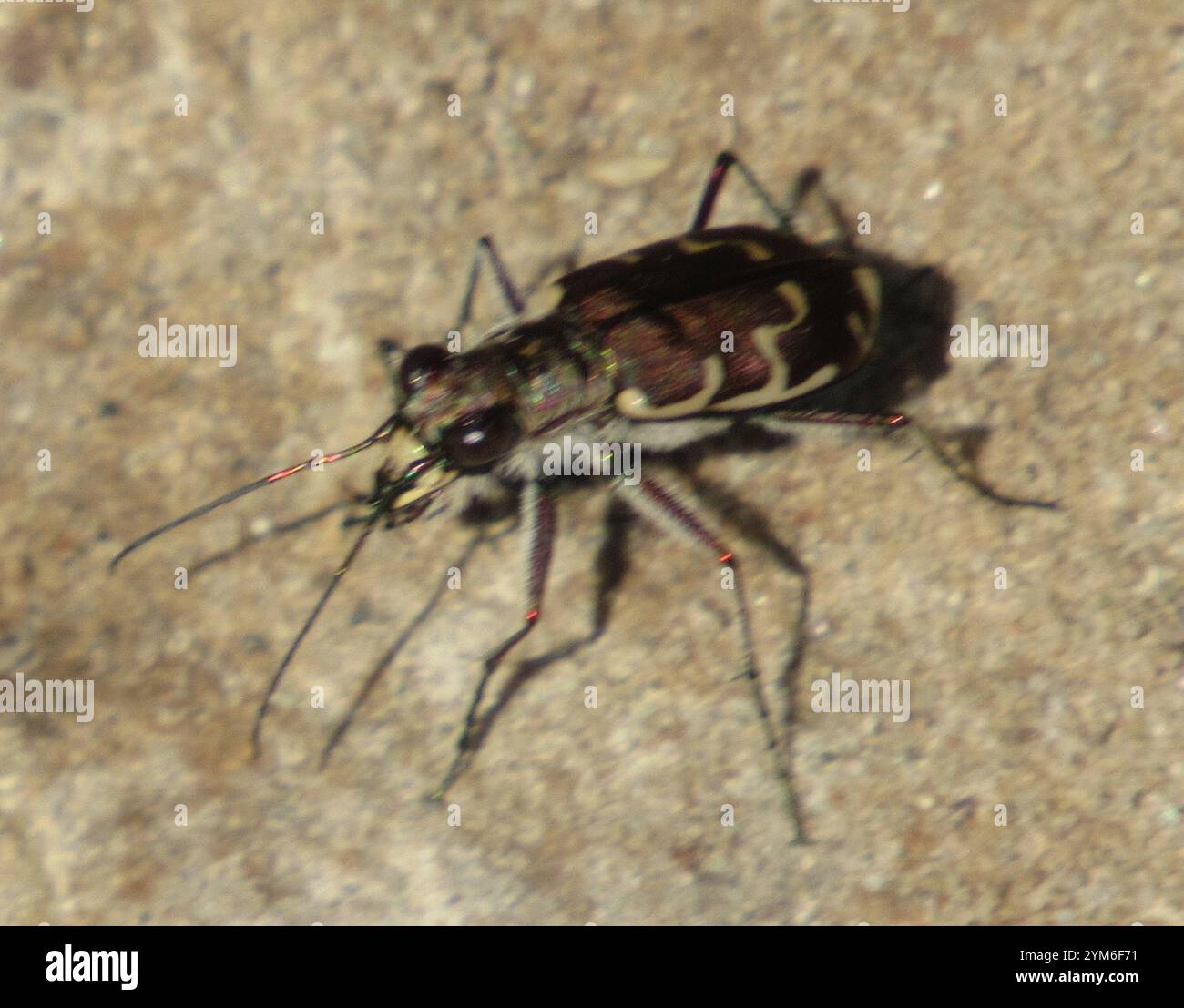 Bronzed Tiger Beetle (Cicindela repanda Stock Photo - Alamy