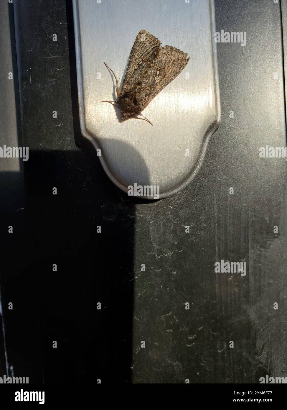 Plusiine Looper Moths (Plusiinae Stock Photo - Alamy