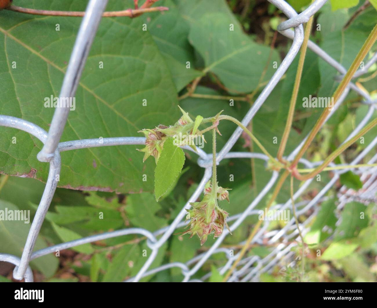 Japanese Hops (Humulus scandens Stock Photo - Alamy
