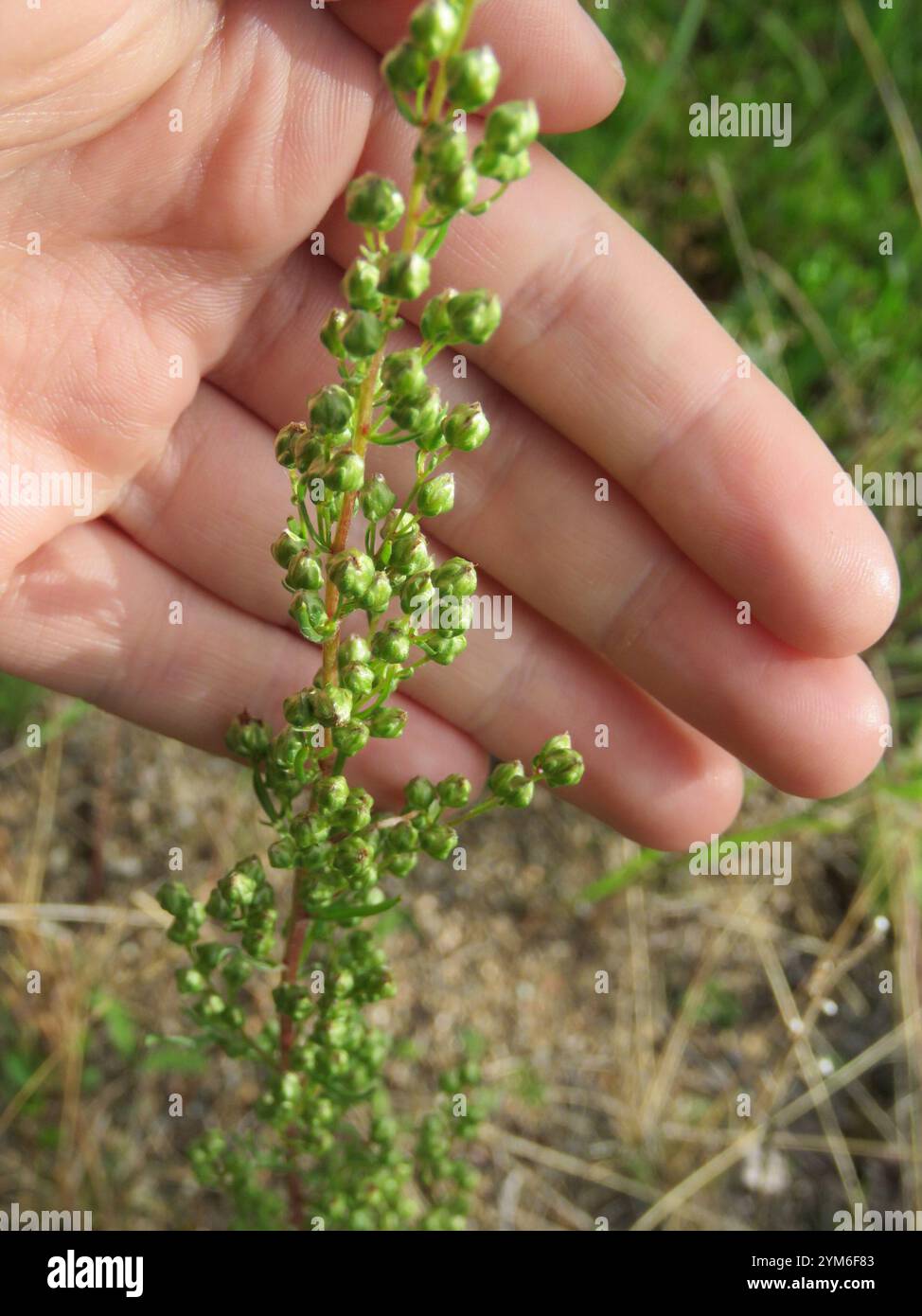 Field Sagewort (Artemisia campestris Stock Photo - Alamy