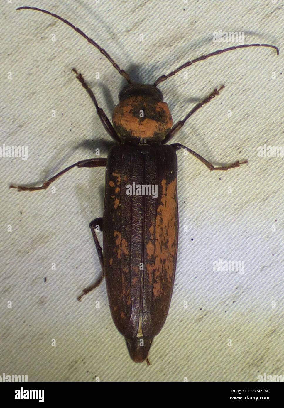 Longhorn Beetles (Cerambycidae Stock Photo - Alamy