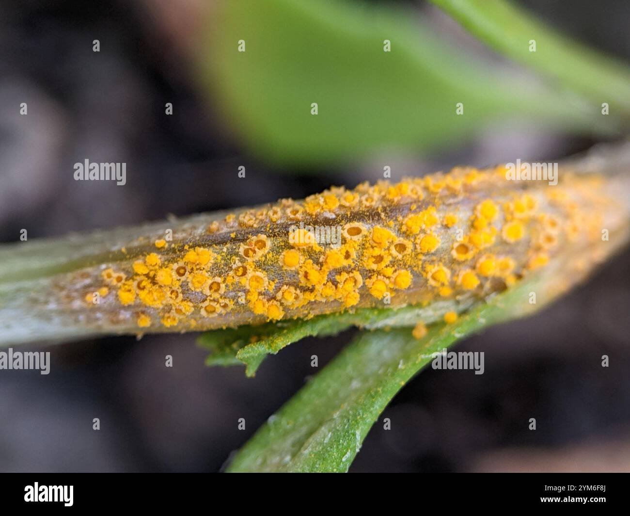 Groundsel crown rust (Puccinia lagenophorae Stock Photo - Alamy