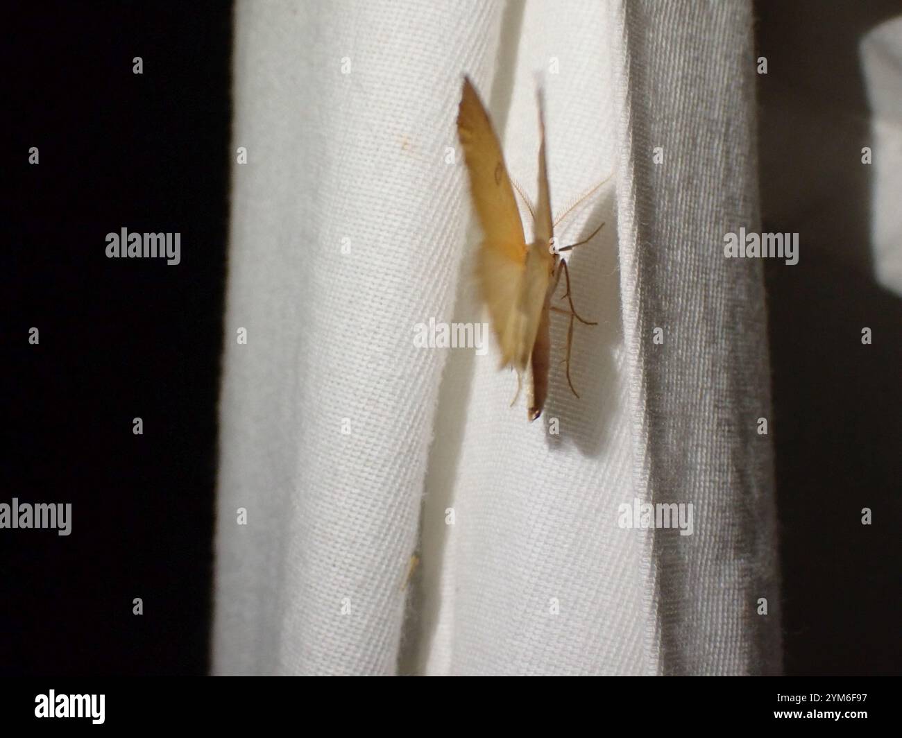 Geometer Moths (Geometridae Stock Photo - Alamy