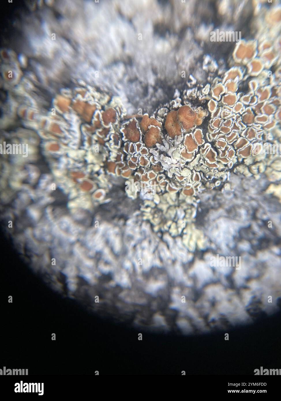 rim lichens, disc lichens, and allies (Lecanoraceae Stock Photo - Alamy