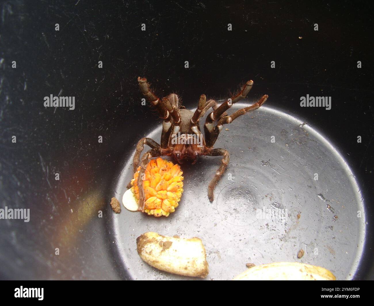 São Tomé Giant Baboon Spider (Hysterocrates scepticus Stock Photo - Alamy
