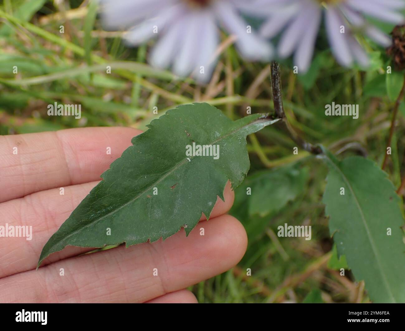 American asters (Symphyotrichum Stock Photo - Alamy